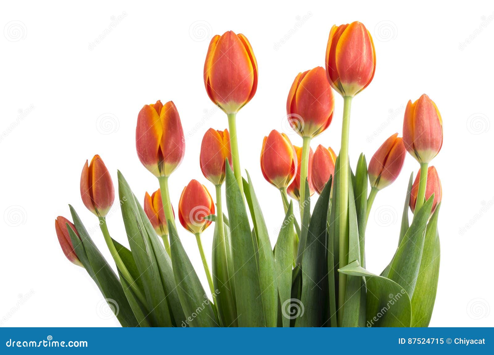 Bunch of Peach Color Tulips Stock Image - Image of spring, closeup ...