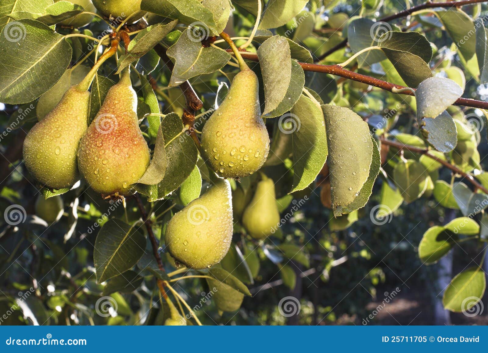 Bunch of Pears stock image. Image of farm, healthy, fall - 25711705