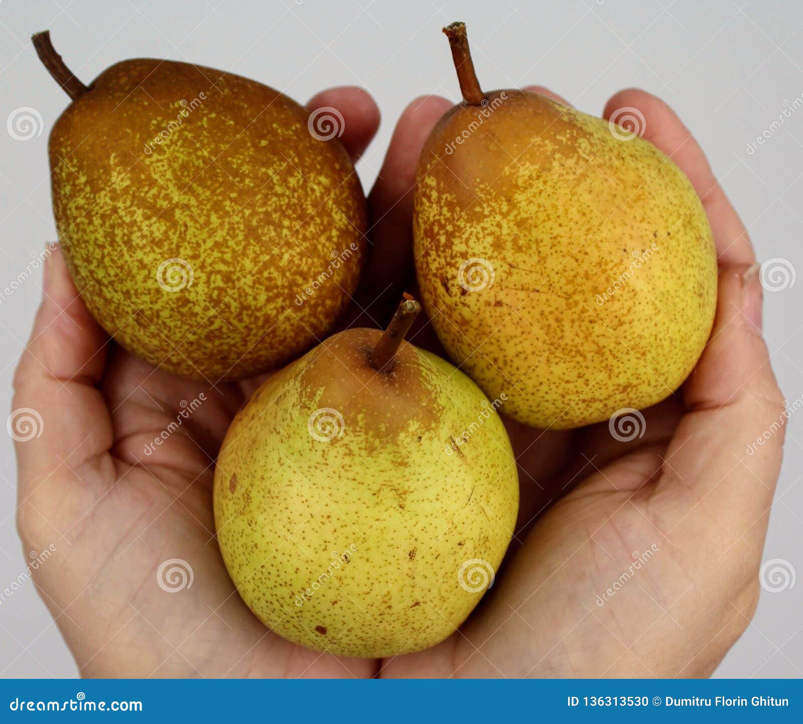 Bunch of Pears Held in Hands Stock Photo - Image of isolated, healthy ...
