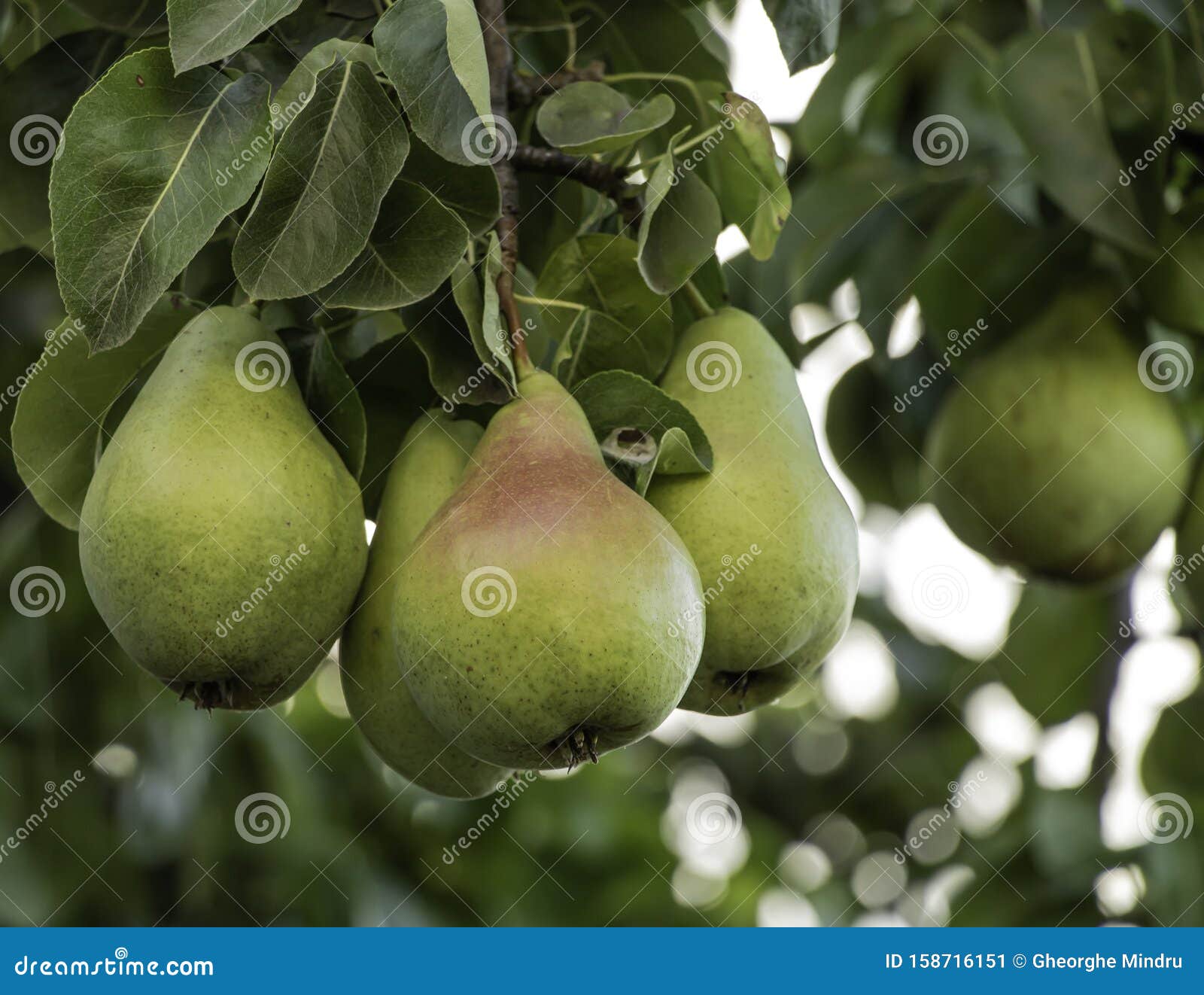 A Bunch of Pears in the Tree Stock Image - Image of fruit, juicy: 158716151