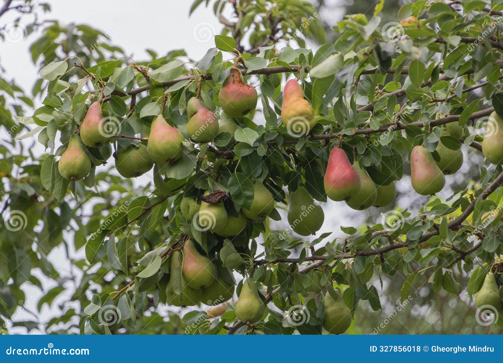 A Bunch of Pears in the Tree Stock Photo - Image of seasonal, summer ...