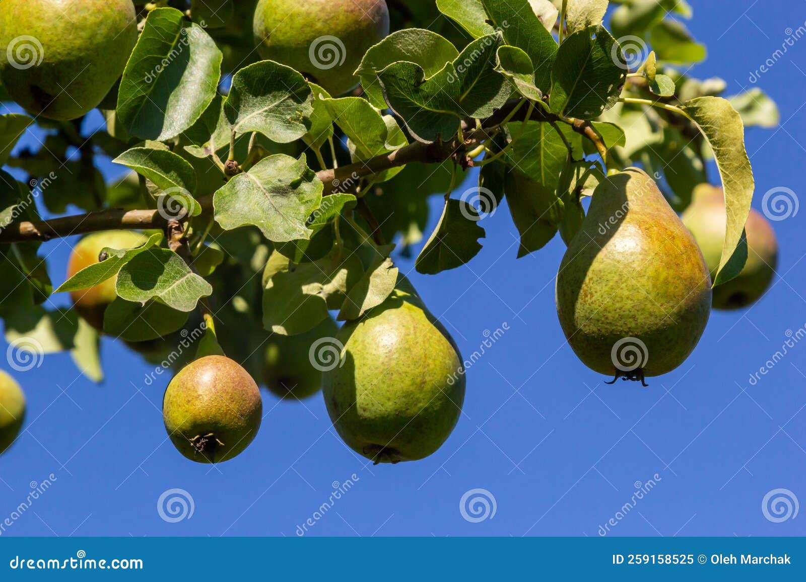 A Bunch of Pears in the Tree. Benefits of Pears Stock Image - Image of ...