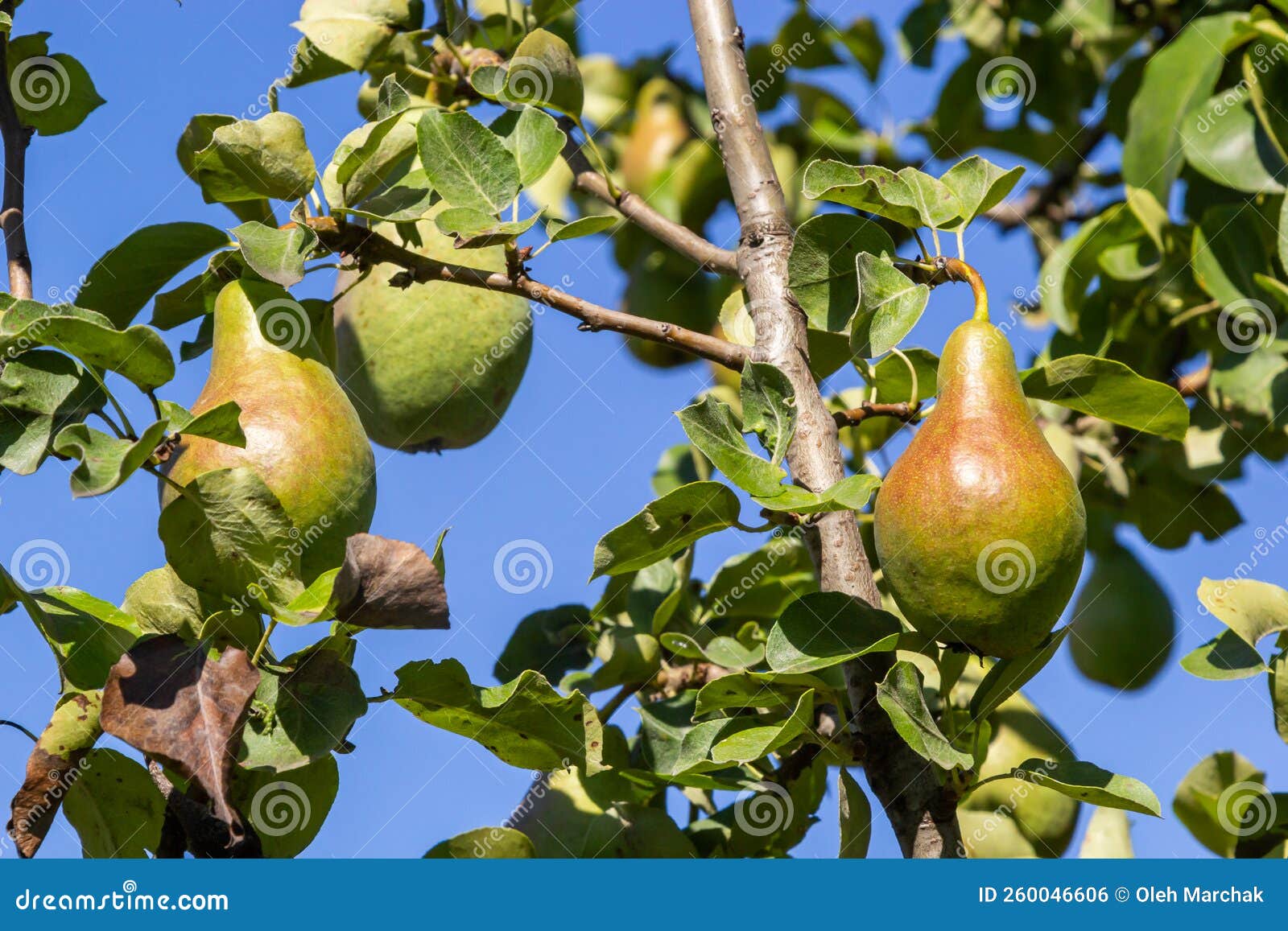 A Bunch of Pears in the Tree. Benefits of Pears Stock Photo - Image of ...