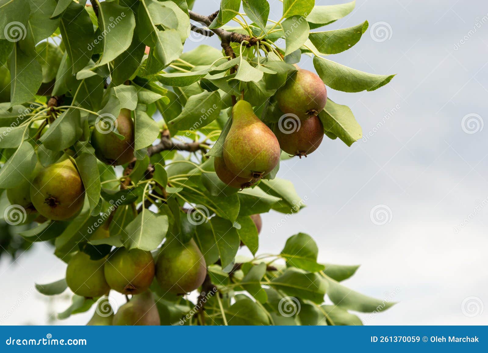 A Bunch of Pears in the Tree. Benefits of Pears Stock Image - Image of ...