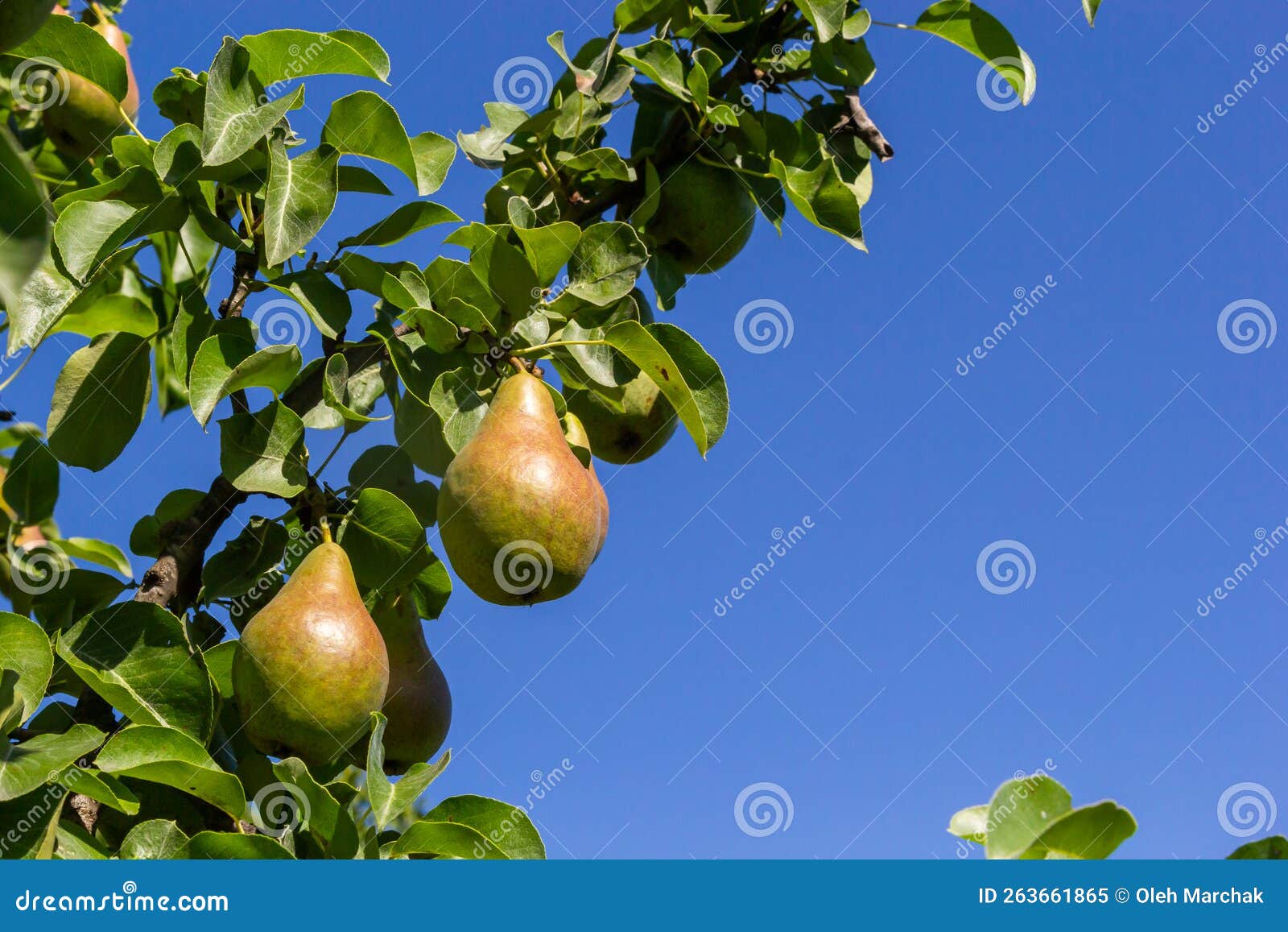 A Bunch of Pears in the Tree. Benefits of Pears Stock Image - Image of ...