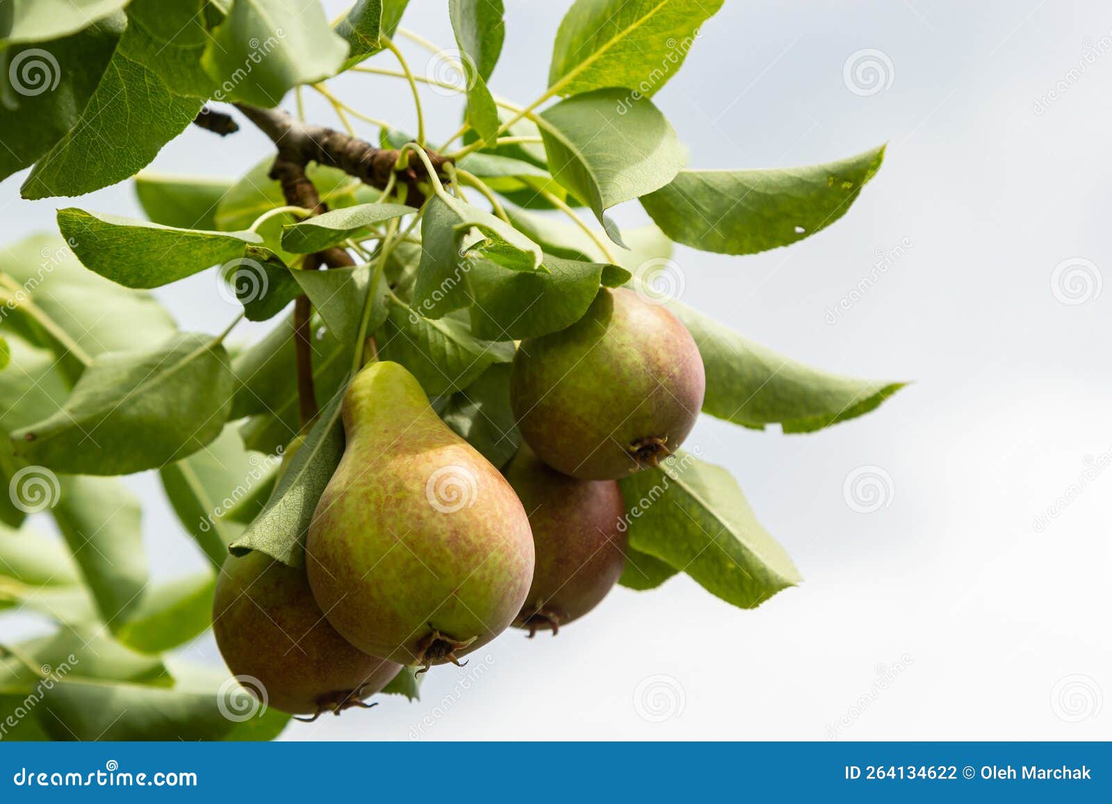 A Bunch of Pears in the Tree. Benefits of Pears Stock Photo - Image of ...