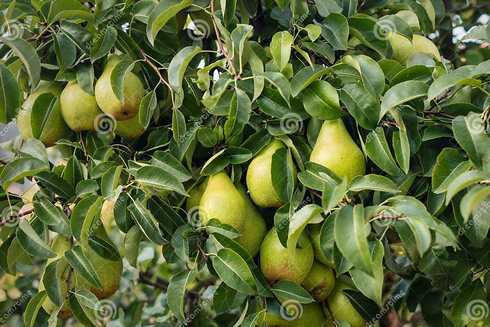 A Bunch of Pears on a Tree, Green Pears with Leaves on a Branch. Stock ...