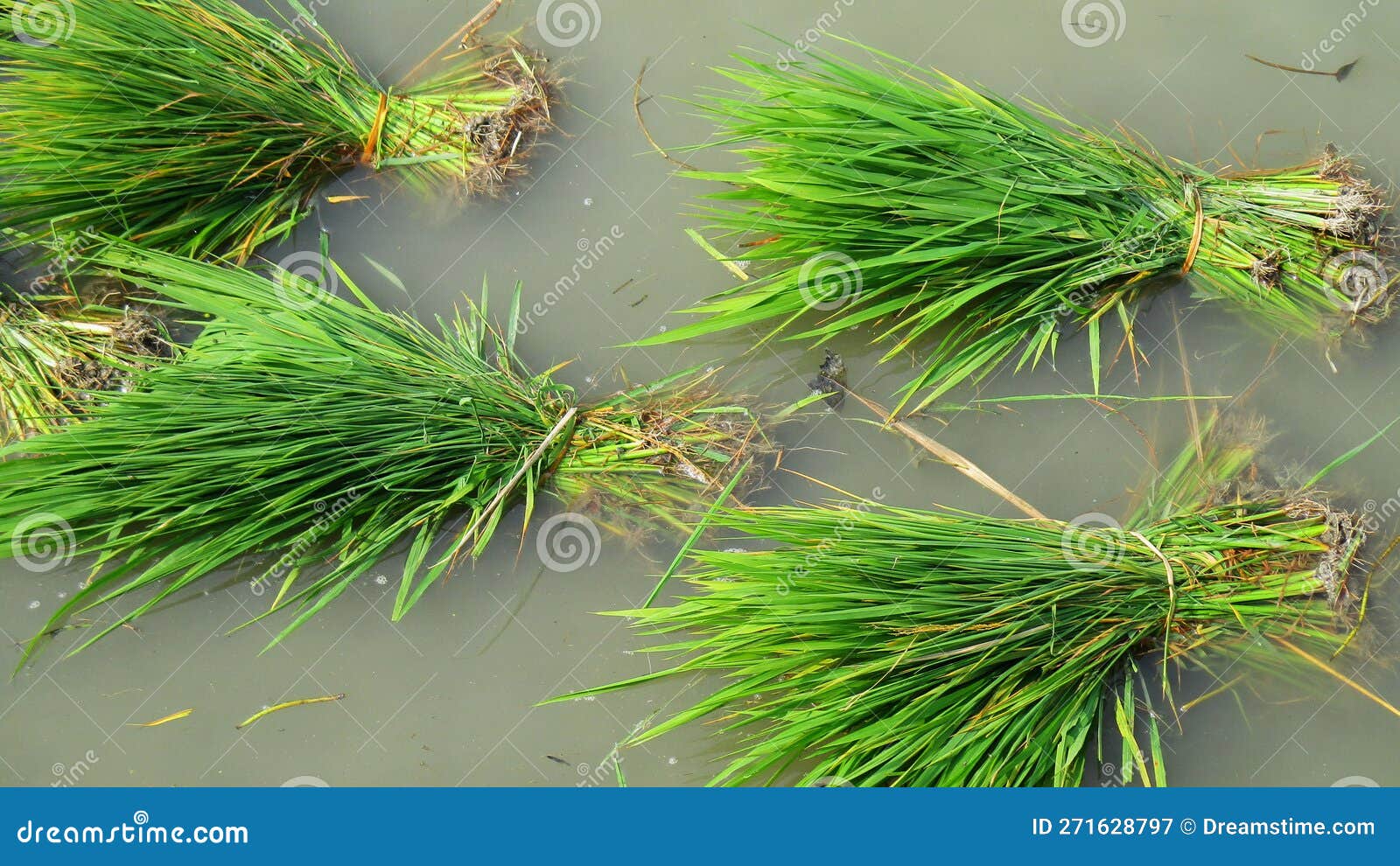 Bunch of Peddy for Plantation Stock Image - Image of bunch, thorns ...
