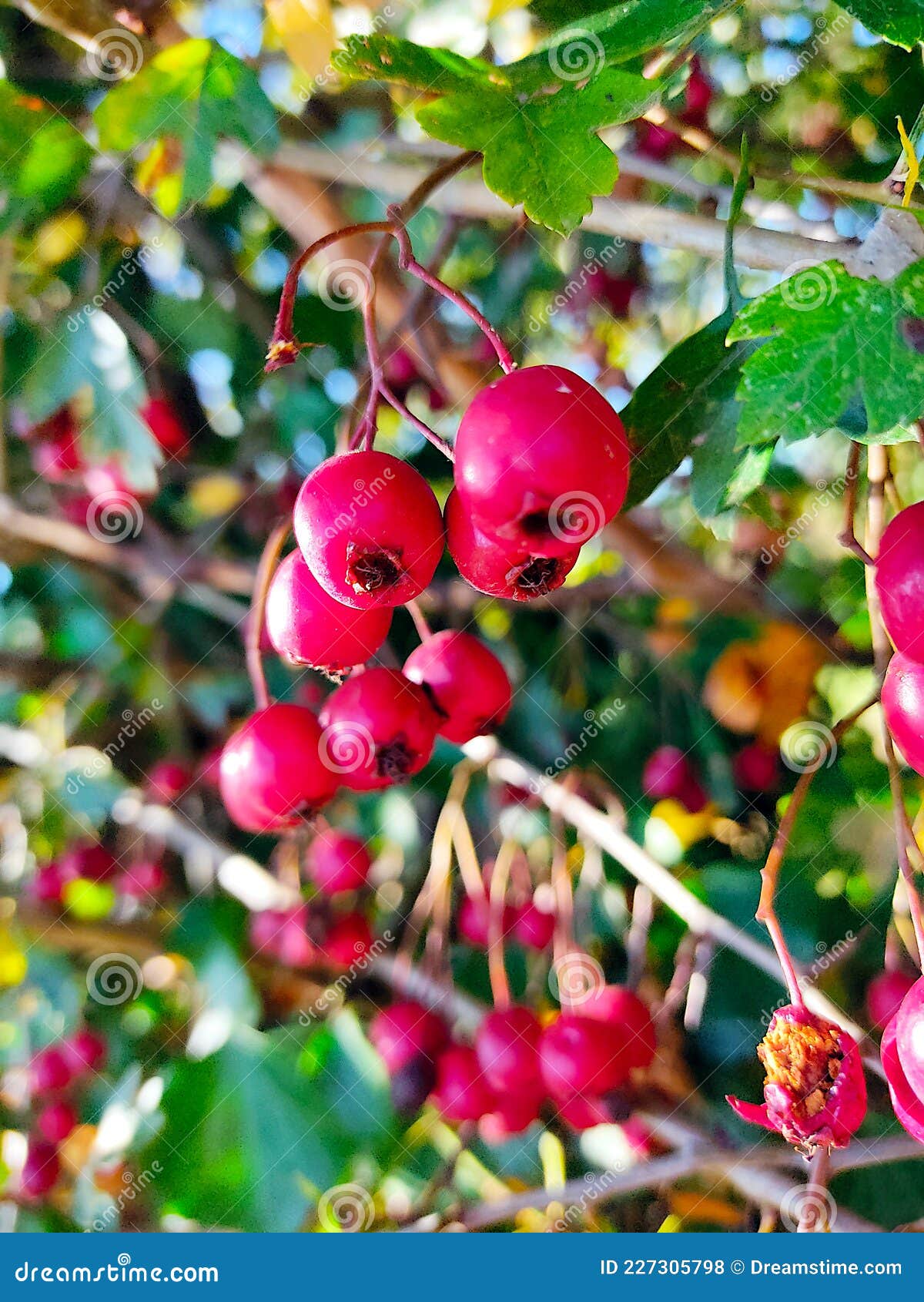 Bunch of perfect berrys stock photo. Image of blossom - 227305798