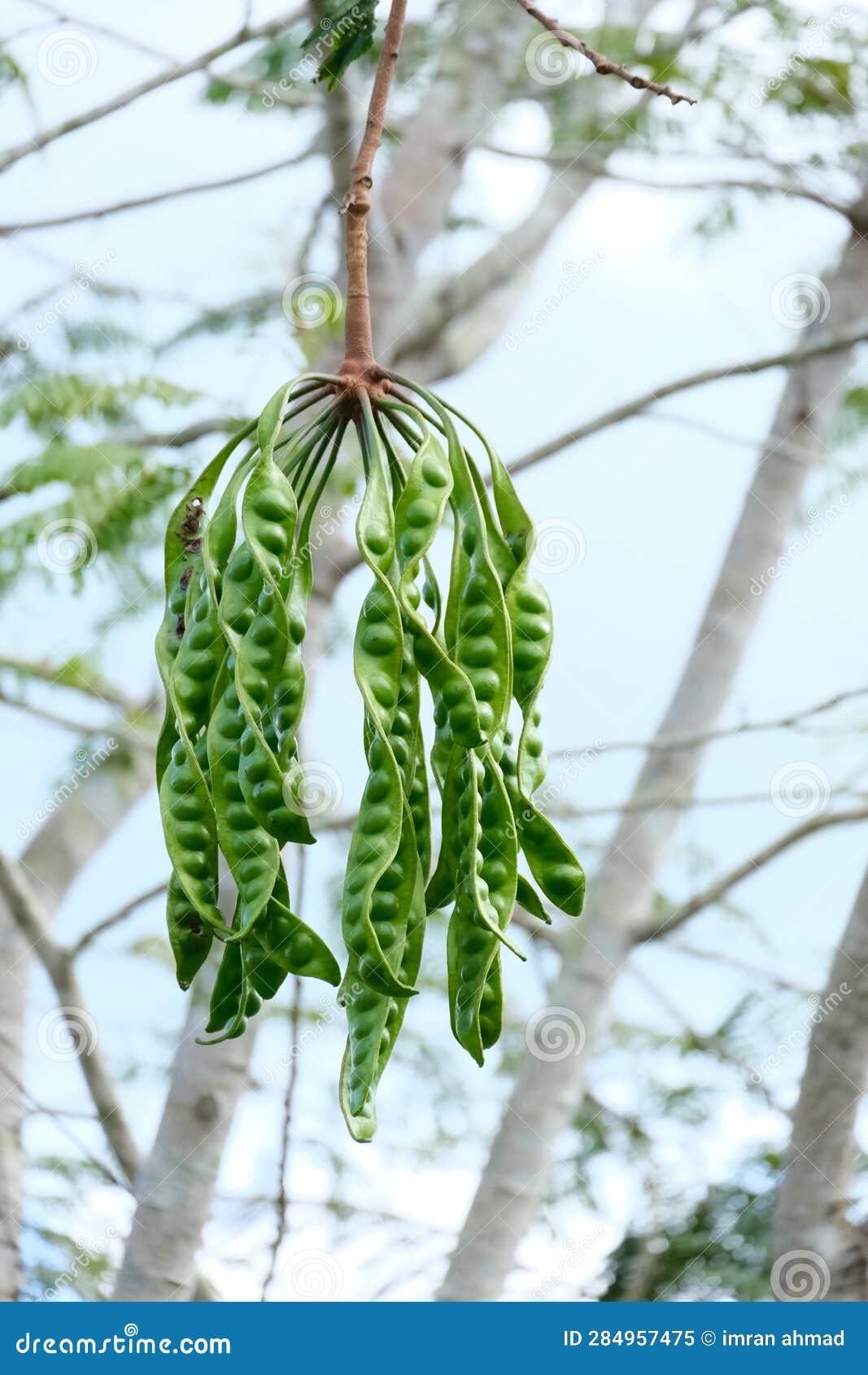A Bunch of Petai Bean Hanging from a Tree Stock Image - Image of bean ...