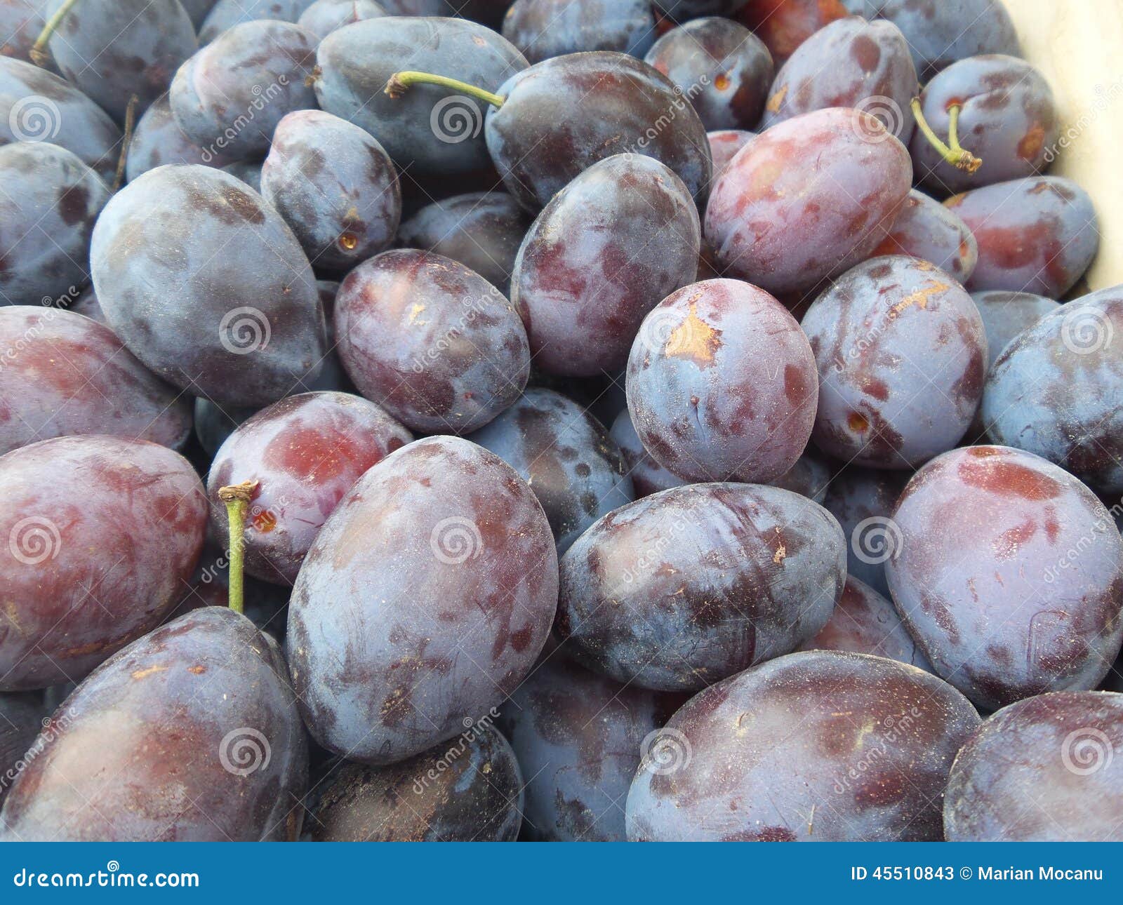 A bunch of picked plums stock image. Image of nutrient - 45510843