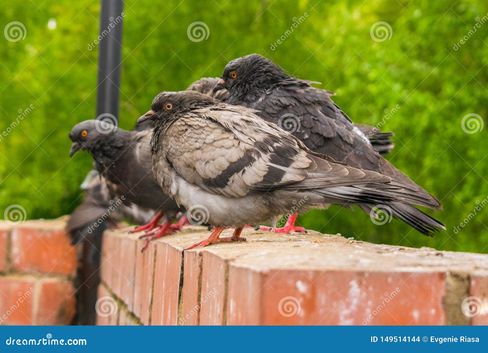 A Bunch of Pigeons Sitting on a Brick Wall Stock Photo - Image of bird ...