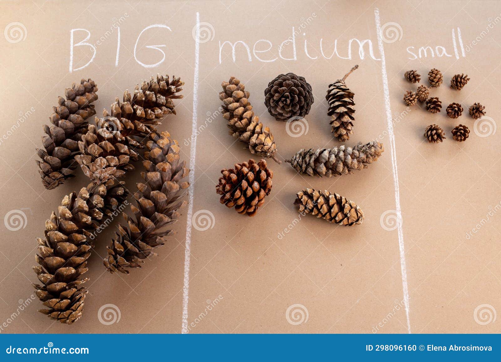 A Bunch of Pine Cones Sitting on Top of a Table, Measurements Concept ...