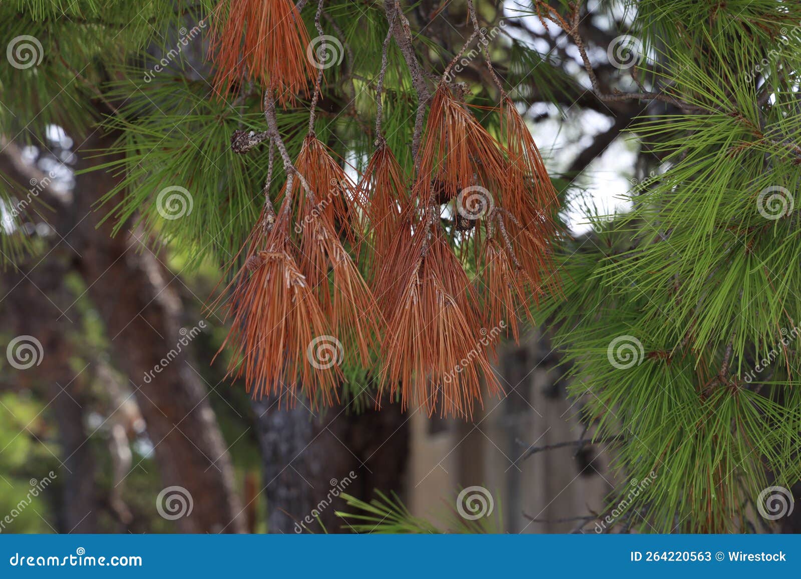 Bunch of Pine Needles Hanging from a Tree Stock Image - Image of ...