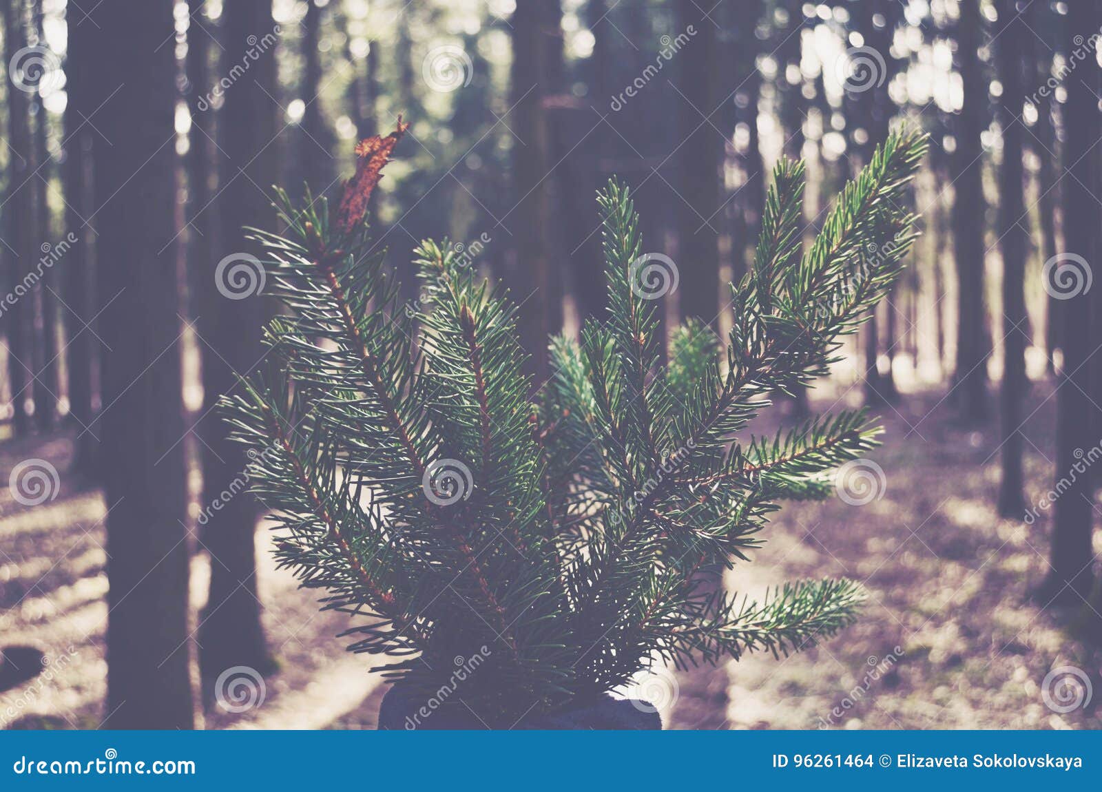 Bunch of Pine Tree Branches in Fall Coniferous Forest Stock Photo ...
