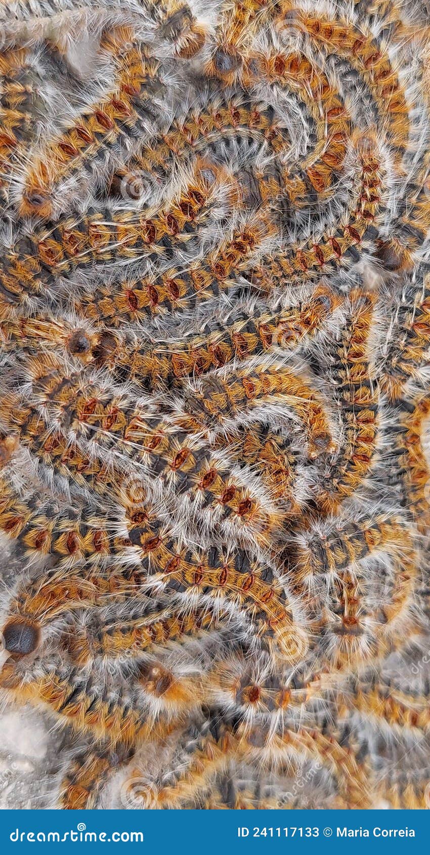 A Bunch Of Pine Tree Worms On The Ground Stock Image Image Of Pune Bunch 241117133