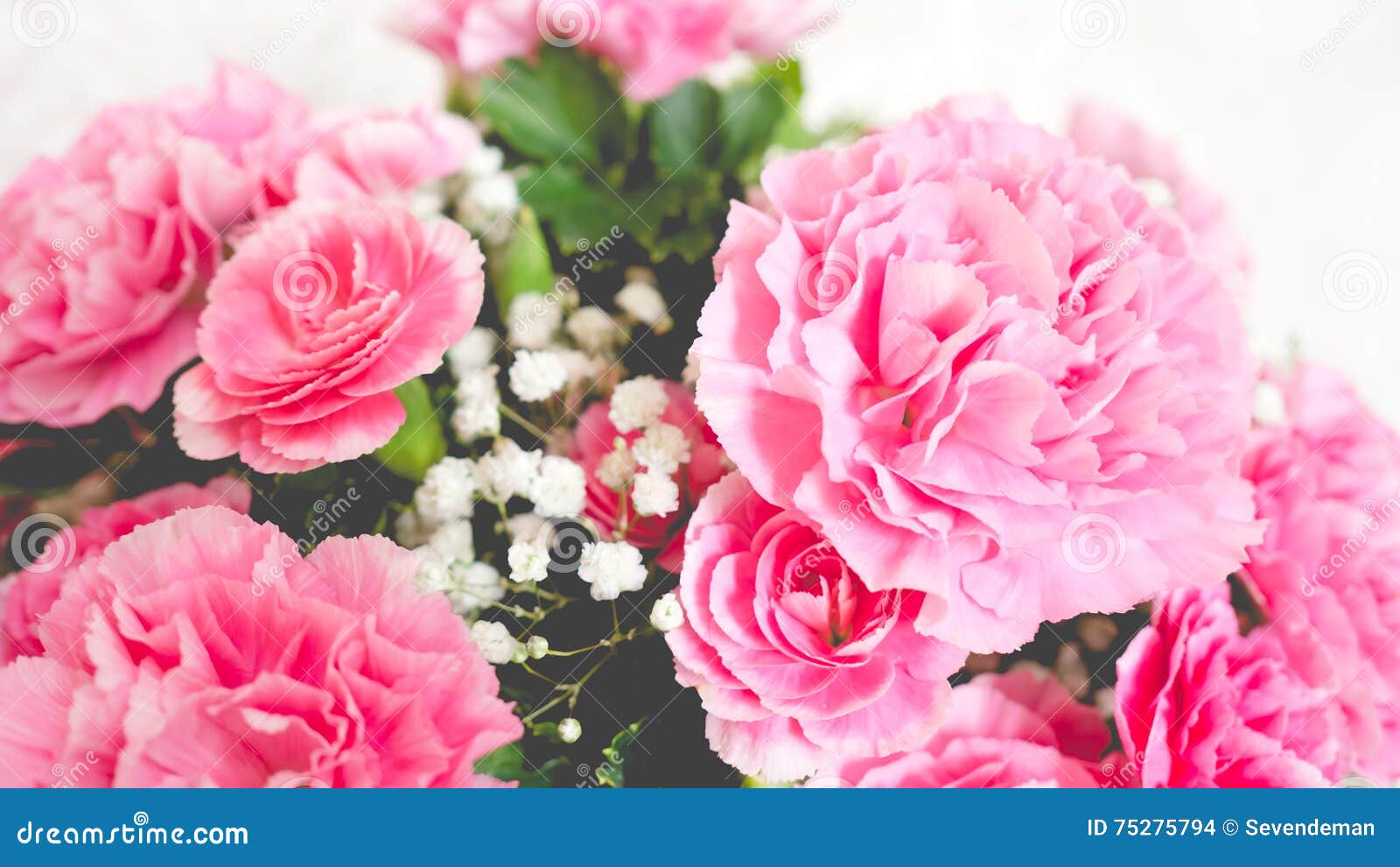 Bunch of pink carnations. stock photo. Image of card - 75275794
