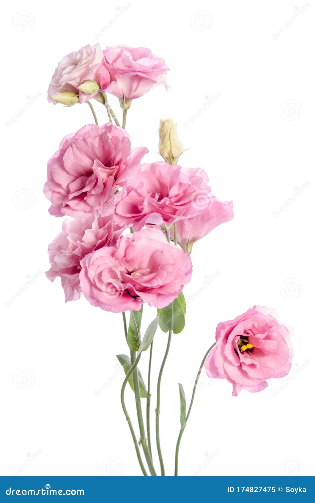 Bunch of Pink Eustoma Flowers on White Stock Image - Image of natural ...