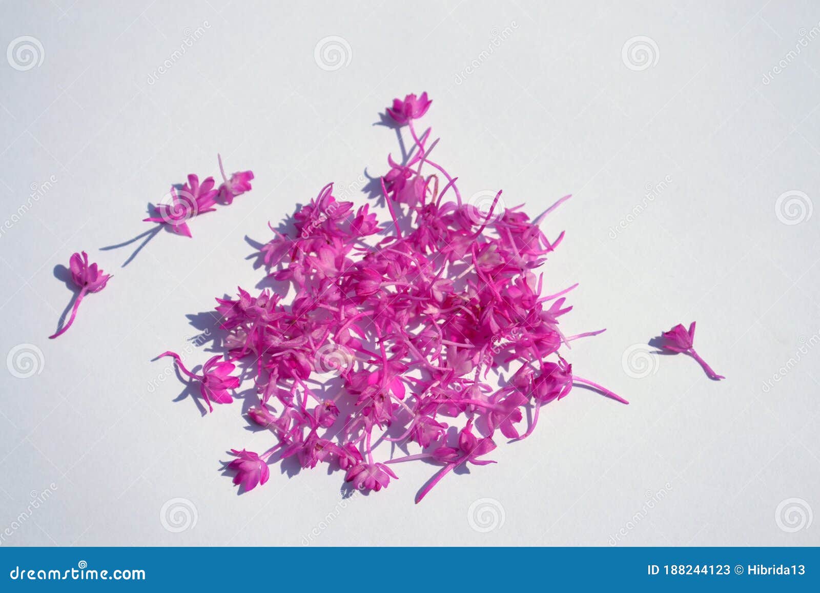Bunch of Pink Flowers on White Background Stock Image - Image of purple ...