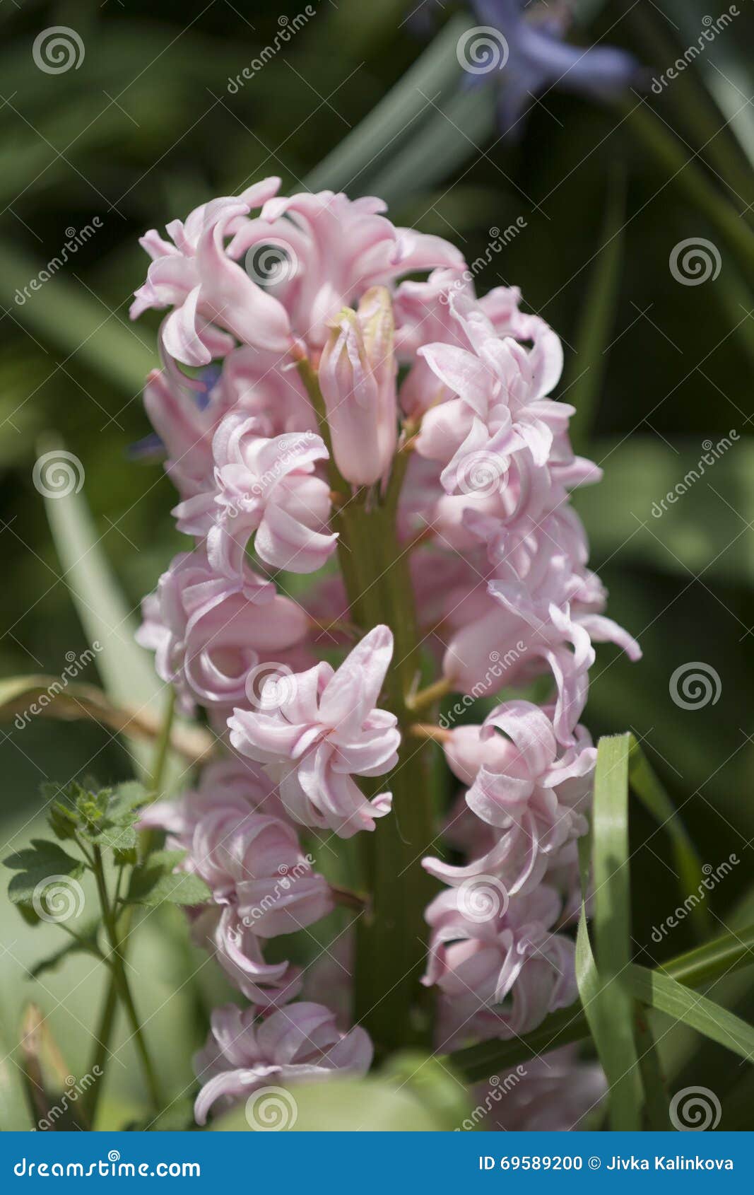 Bunch of pink hyacinth stock photo. Image of hyacinth - 69589200