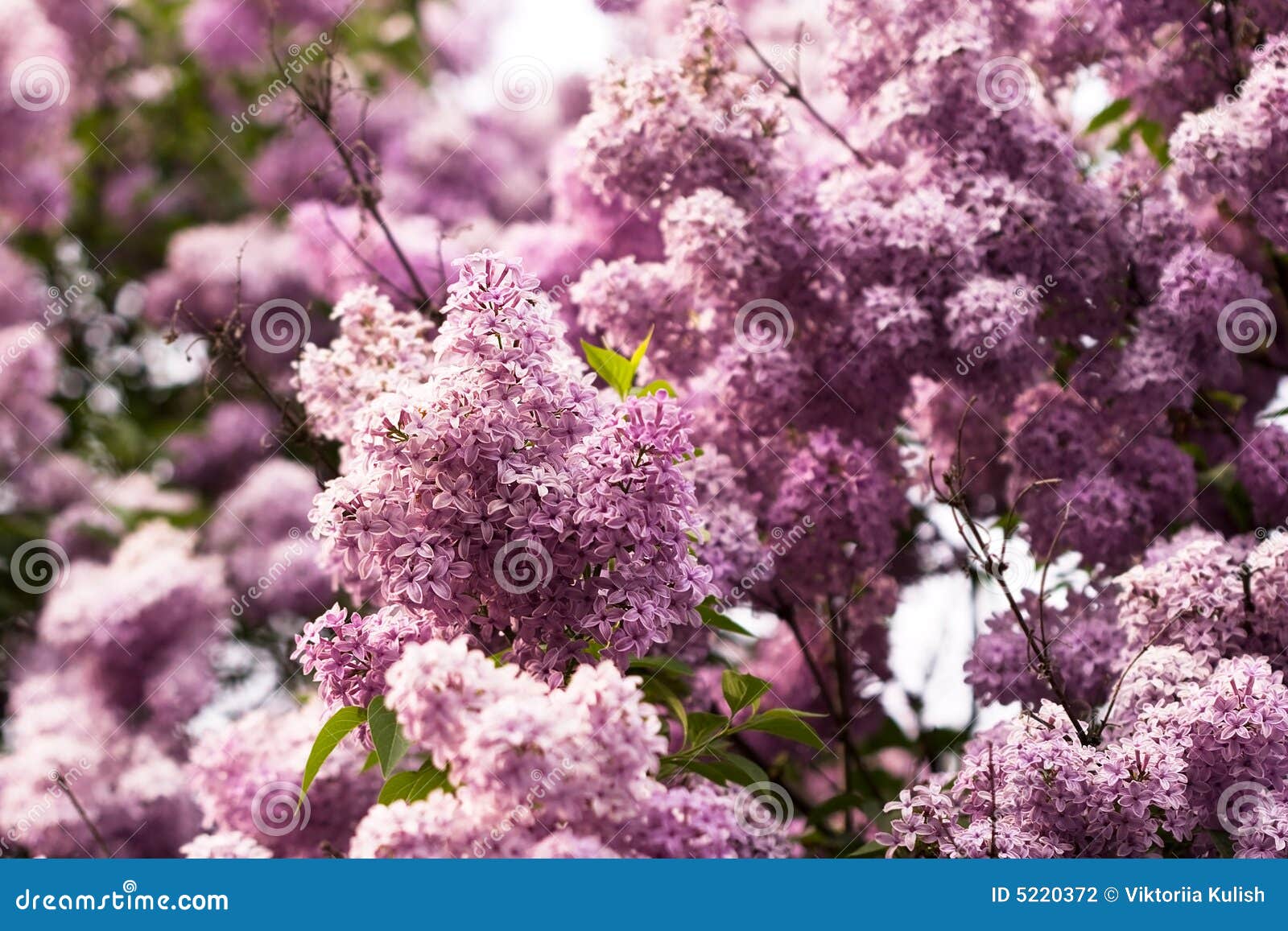Bunch of pink lilac flower stock photo. Image of bloom - 5220372