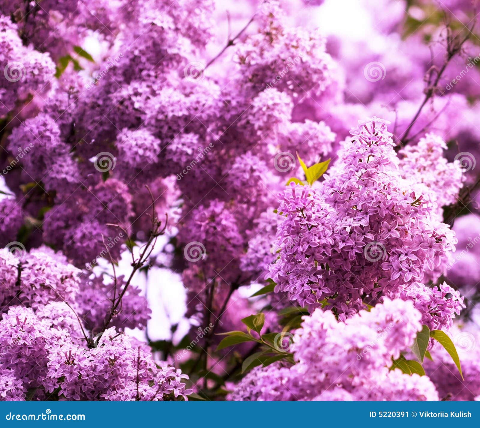 Bunch of pink lilac flower stock image. Image of beauty - 5220391