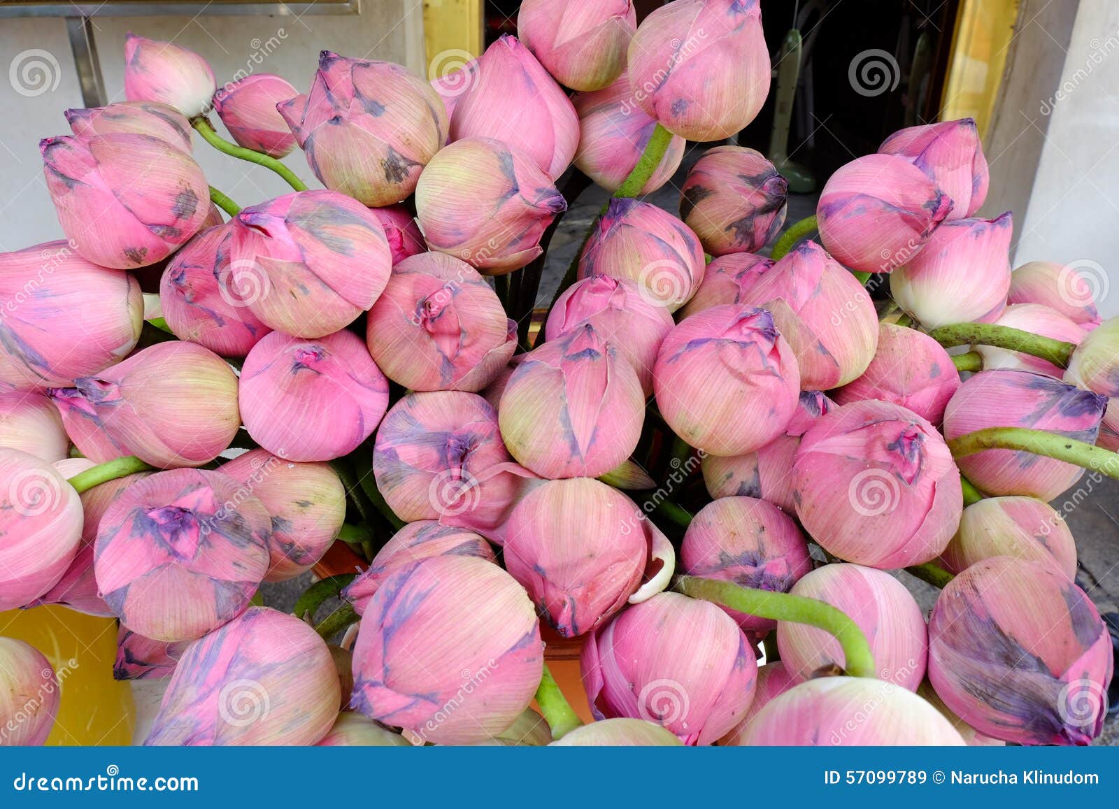 Bunch of pink lotus stock image. Image of tree, money - 57099789