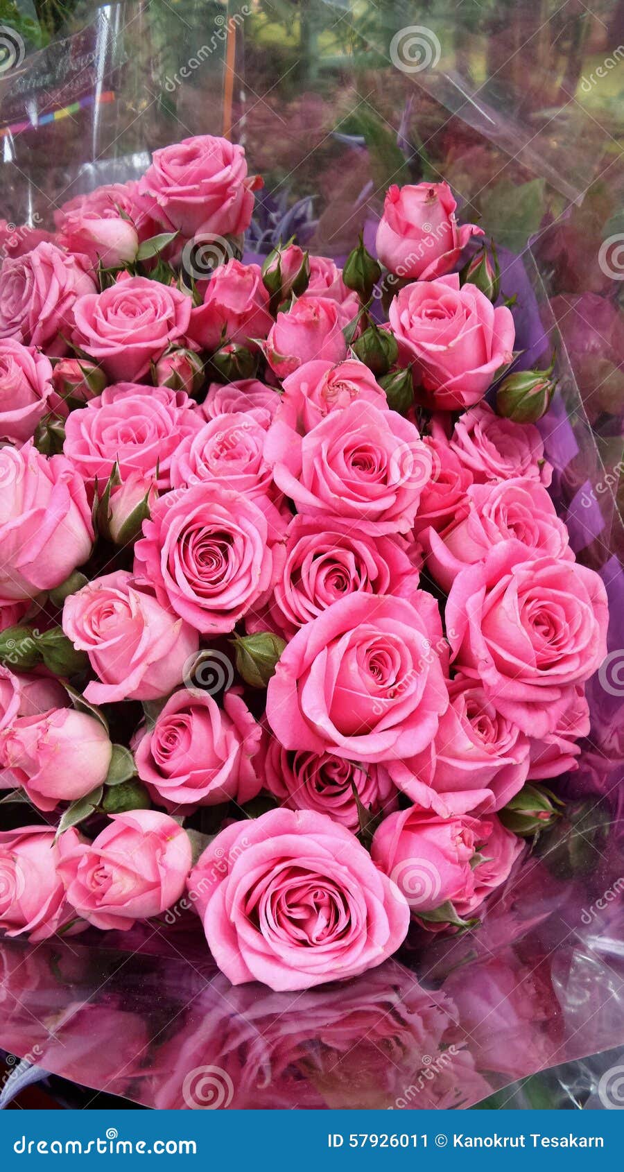 Bunch of Pink Rose Under Sun Light Stock Image - Image of pink, flora ...