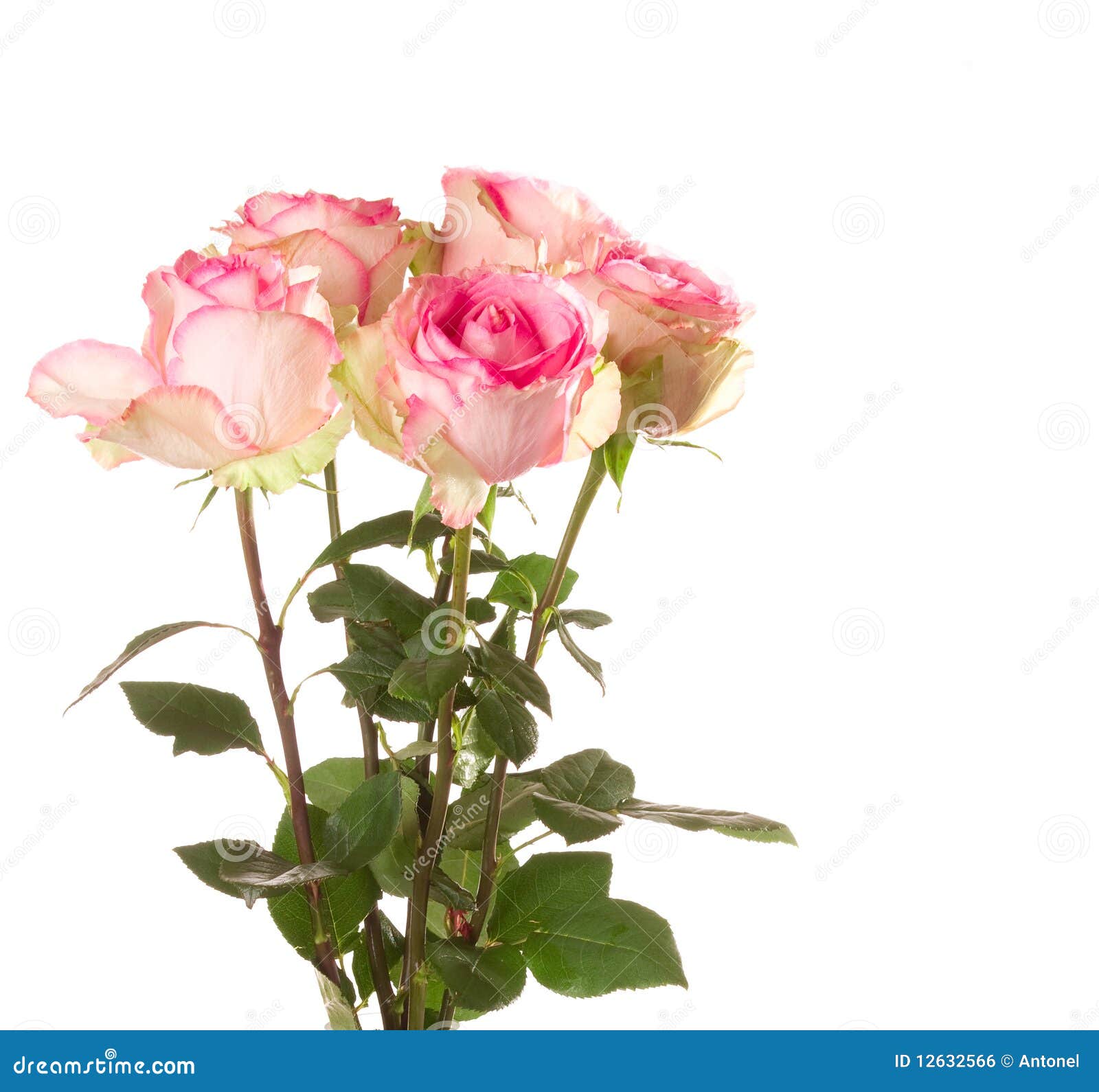 A bunch of pink roses stock photo. Image of close, head - 12632566