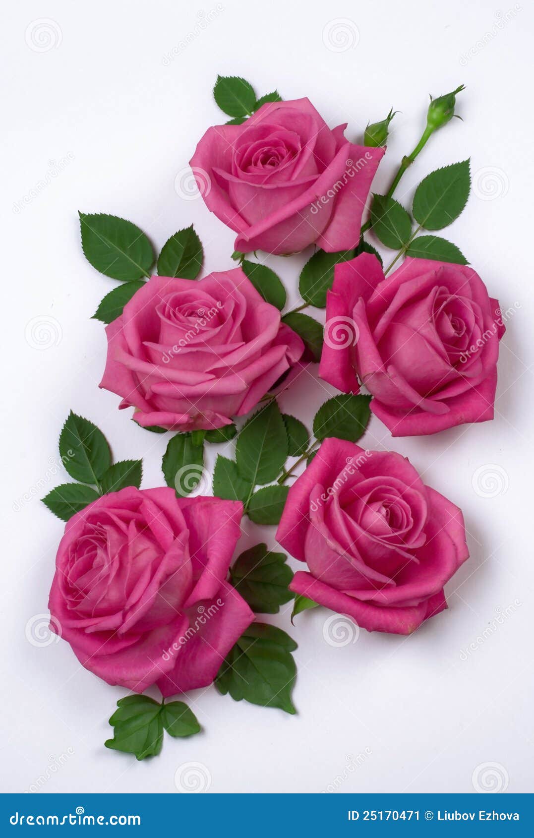 Bunch of pink roses stock image. Image of beautiful, background - 25170471