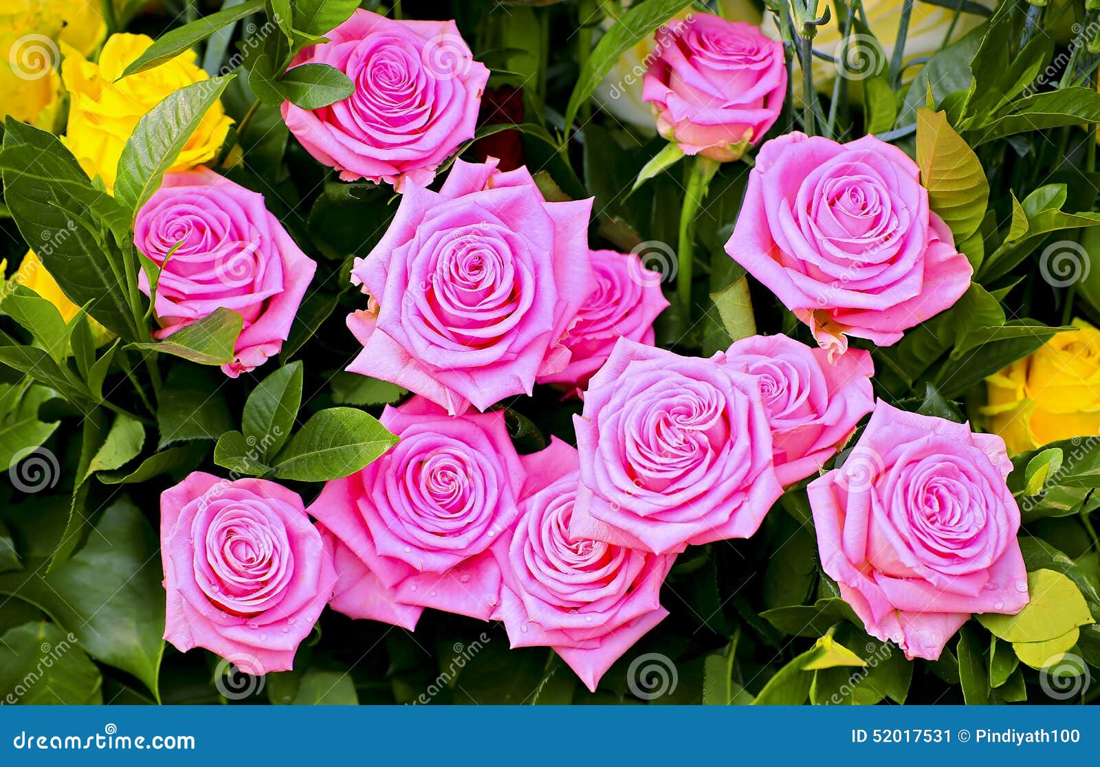 Bunch of pink roses stock image. Image of pink, spring - 52017531