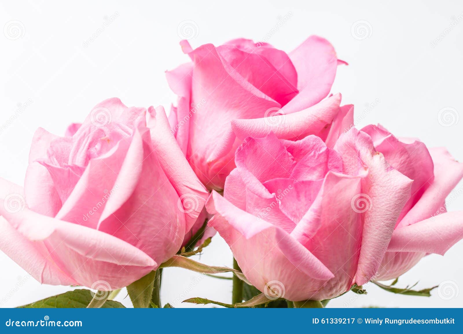 Bunch of pink roses stock image. Image of gift, rose - 61339217