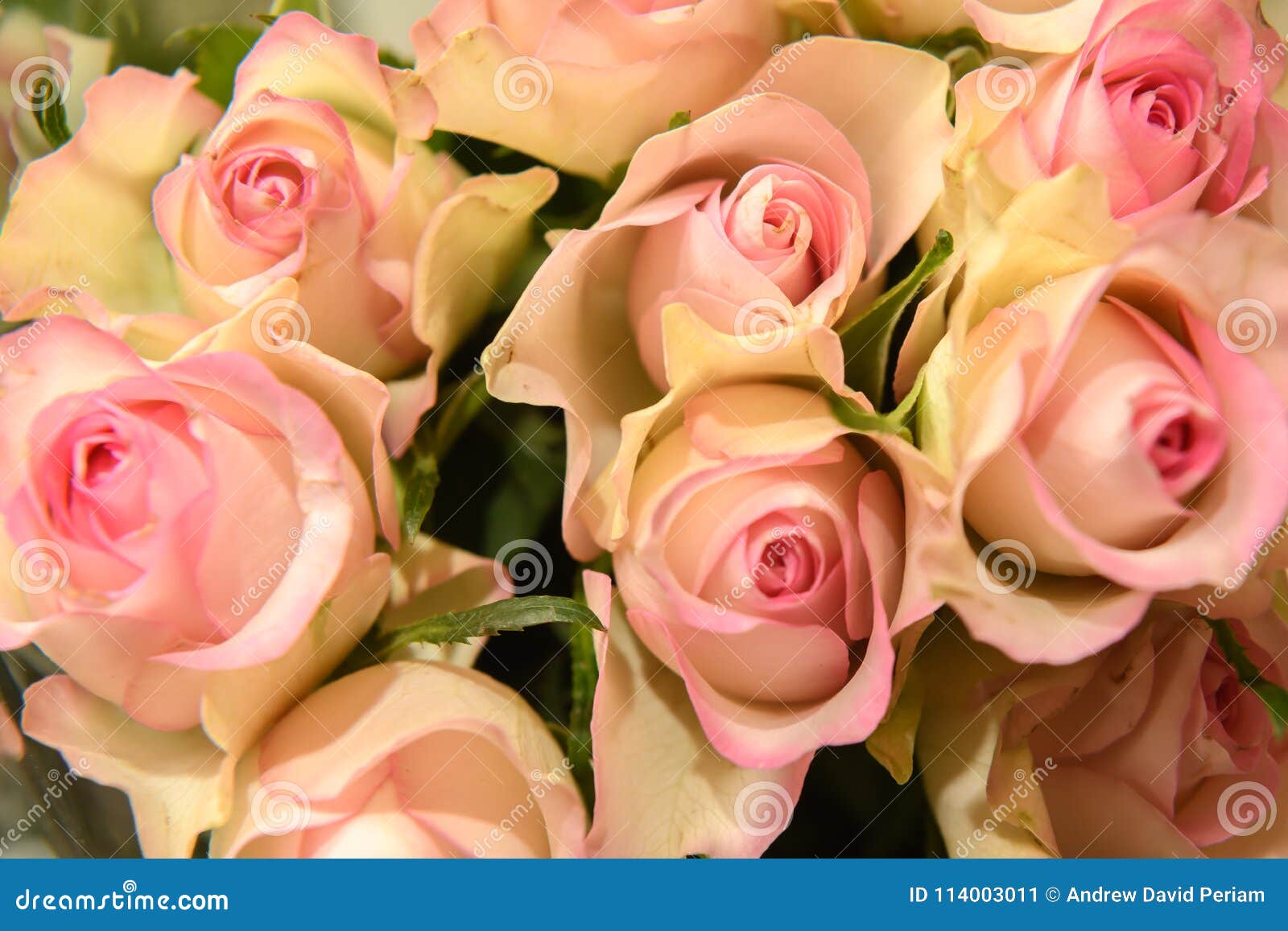 Bunch of Pink Roses stock image. Image of romance, design - 114003011