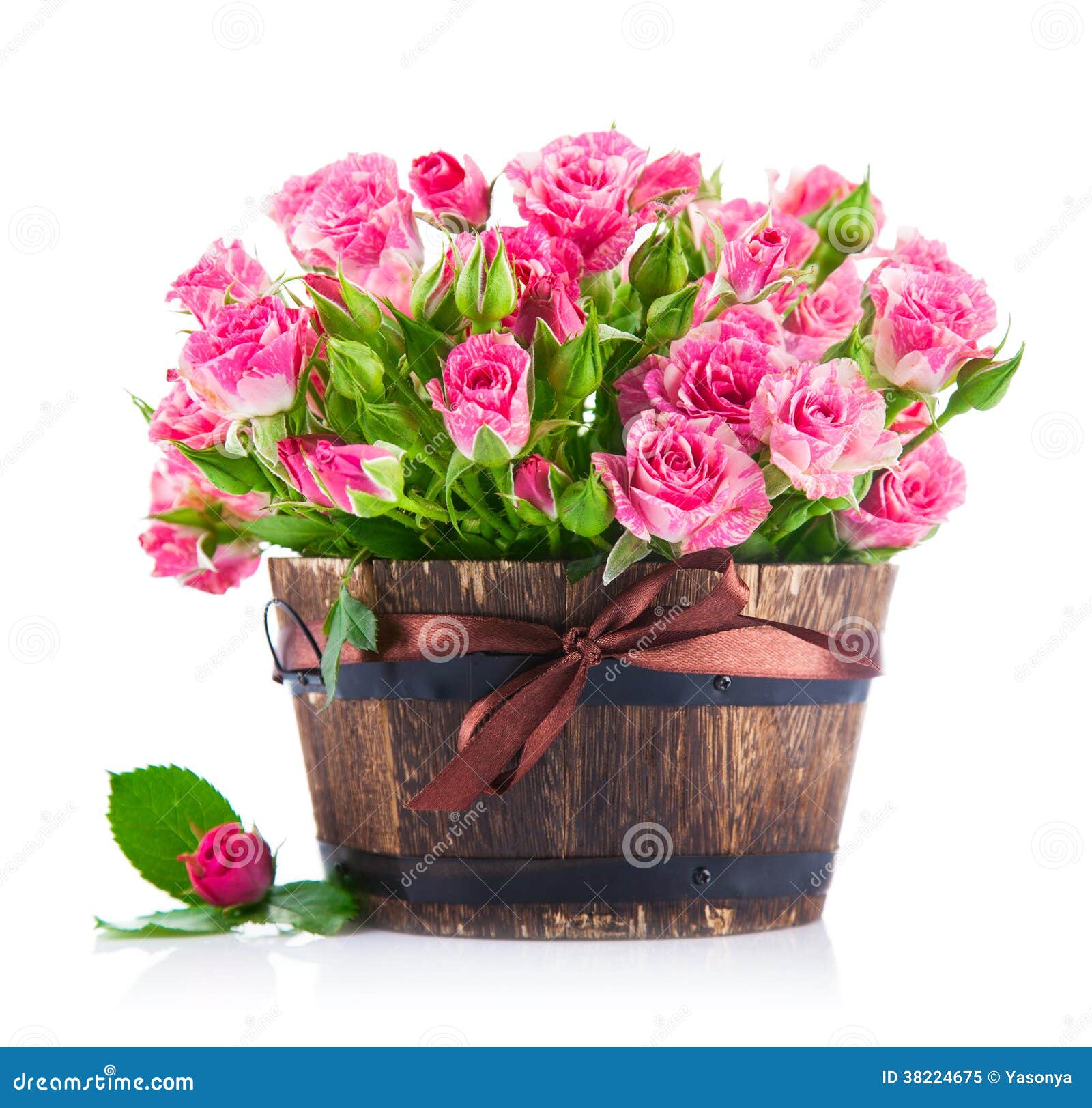 Bunch pink roses in pot stock image. Image of real, blooming - 38224675