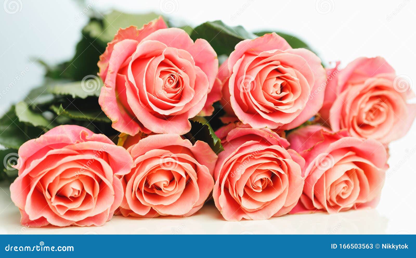 Bunch of Pink Roses, White Background Stock Image - Image of closeup ...