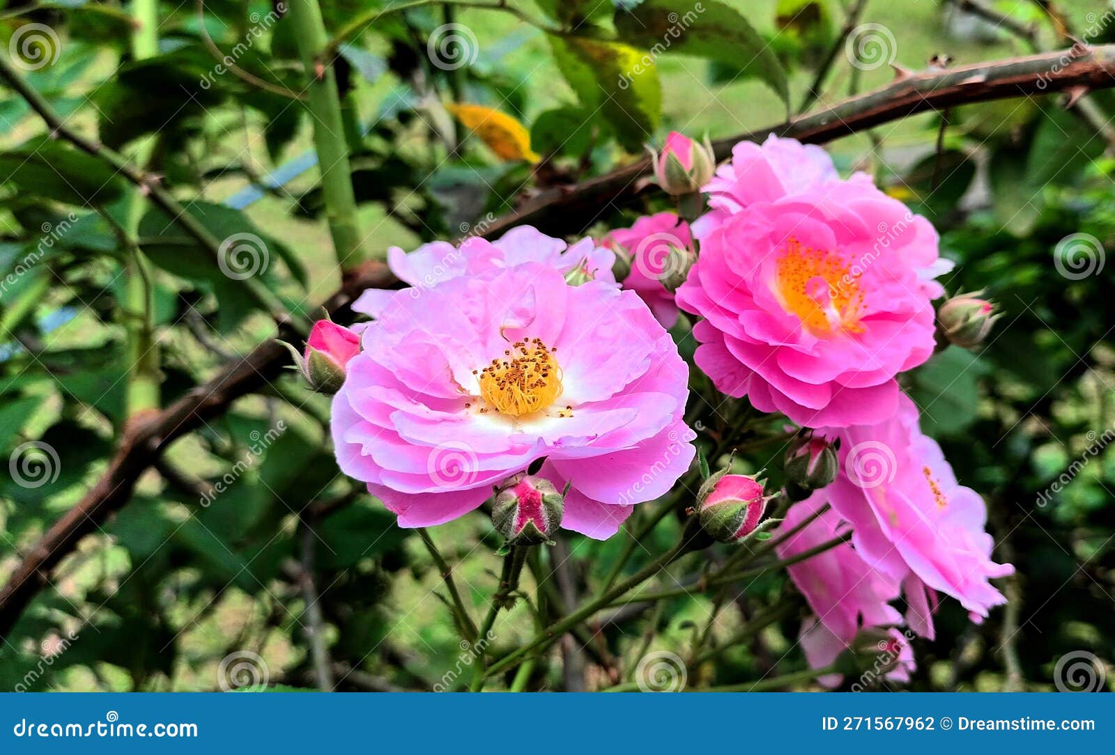 A Bunch of Pink Shrub Roses in Closed Up Stock Photo - Image of closed ...