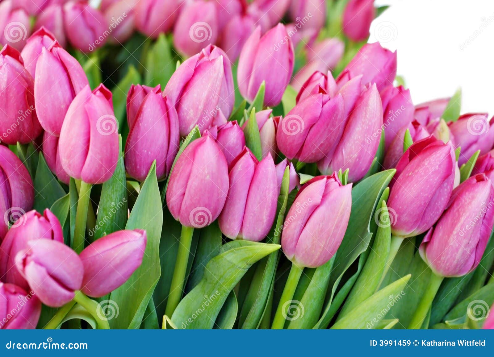 Bunch of pink tulips stock image. Image of leaf, display - 3991459
