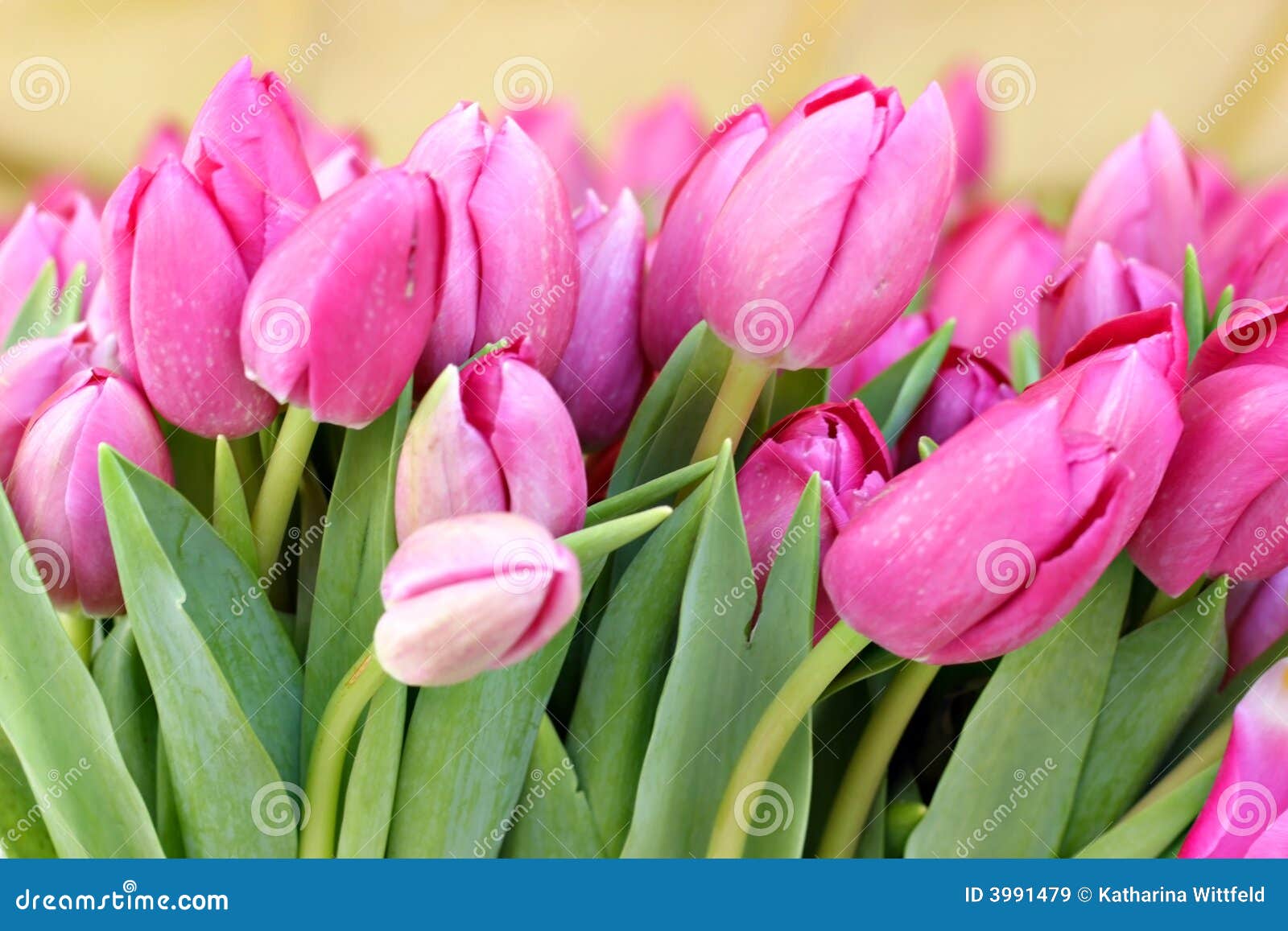 Bunch of pink tulips stock image. Image of blossoms, pretty - 3991479