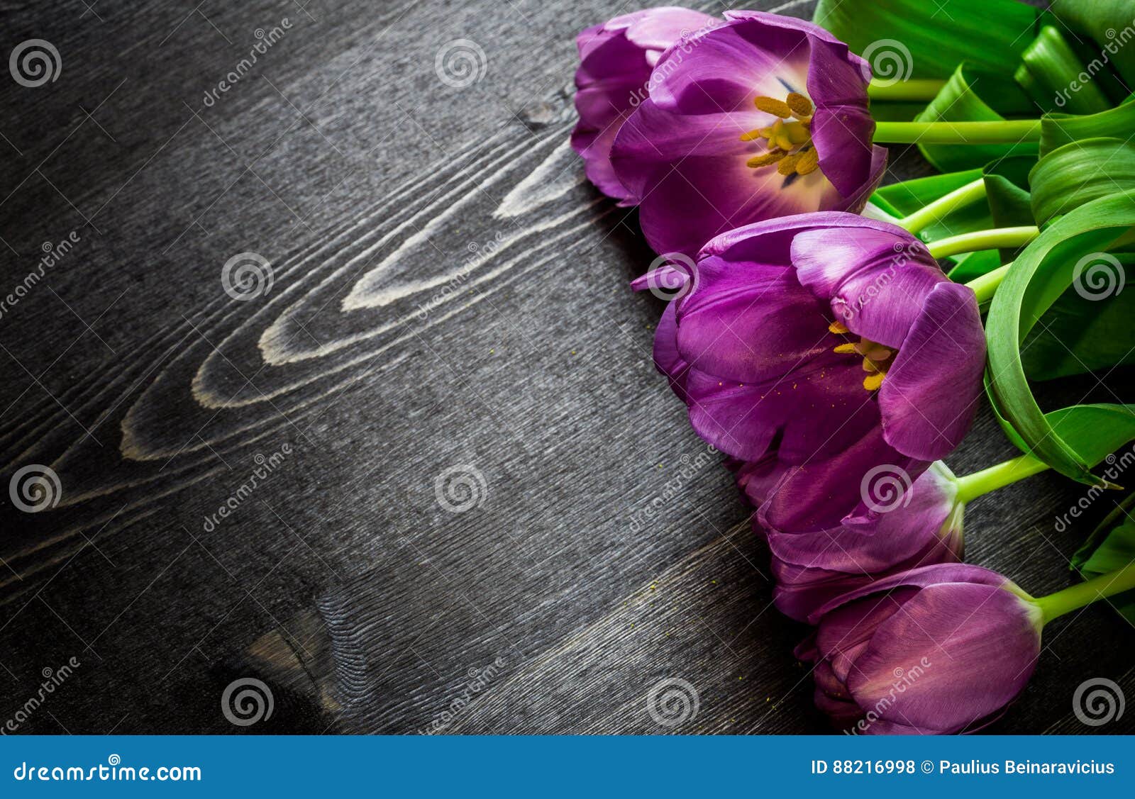 Bunch of pink tulips stock photo. Image of side, floral - 88216998