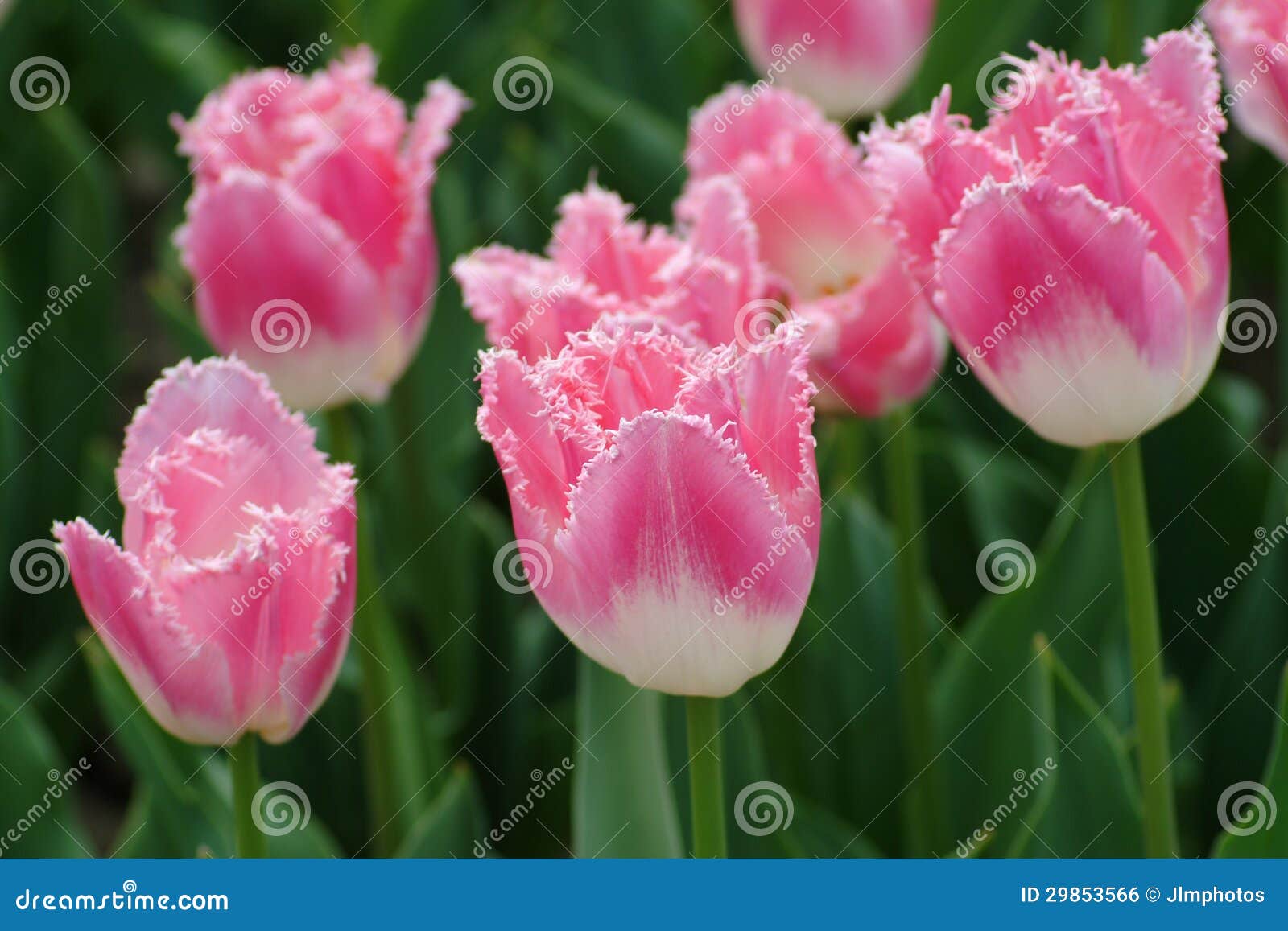 Pink and White Frills Tulips Stock Photo - Image of cream, flowers ...