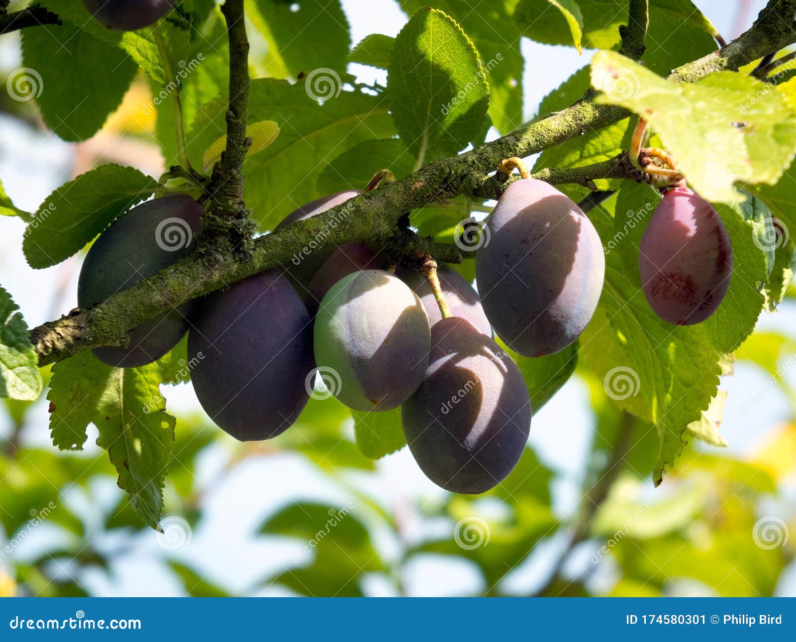 Bunch of Plums Ripening in the Sunshine Stock Image - Image of healthy ...