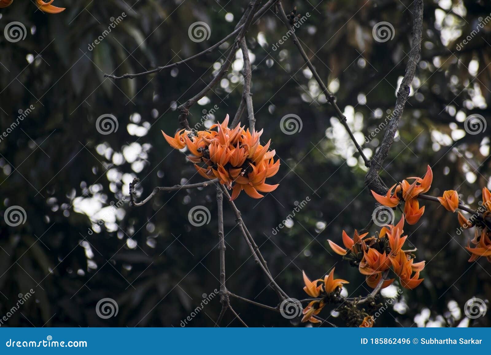 Bunch of Polash or Palash or Teak Flower on a Tree with Dry Branches ...