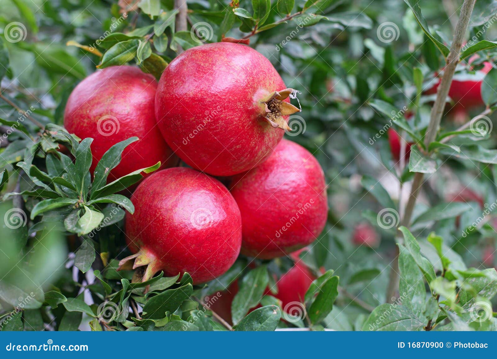 Bunch of Pomegranate Fruit on Tree Stock Photo - Image of dieting ...