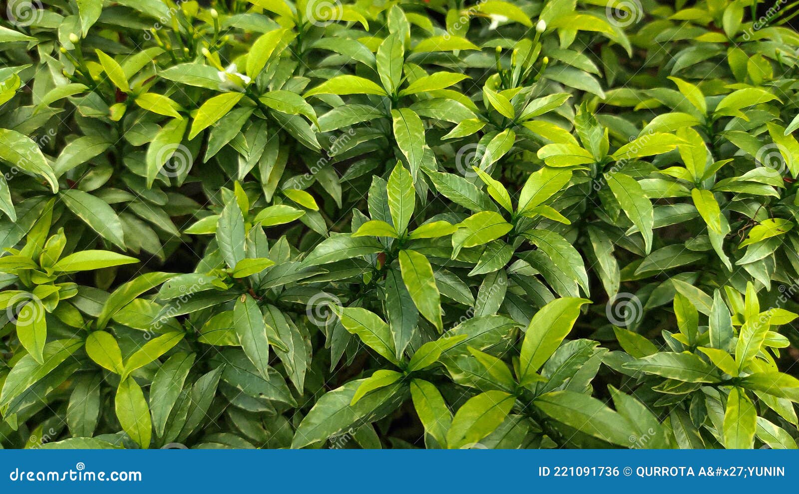 A Bunch of Pretty Green Leaves Stock Photo - Image of evergreen, flower ...