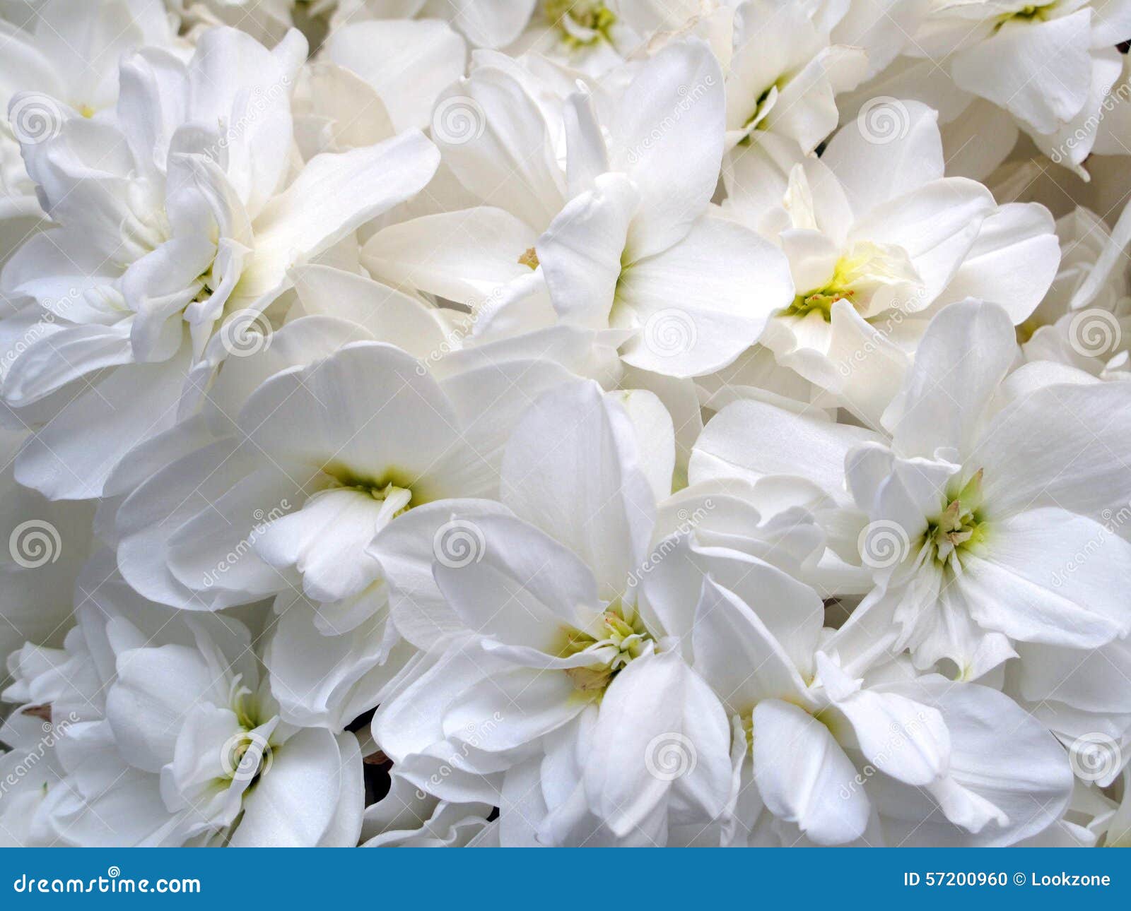 A Bunch of Pure White Flowers. Stock Photo - Image of bunch, decor ...