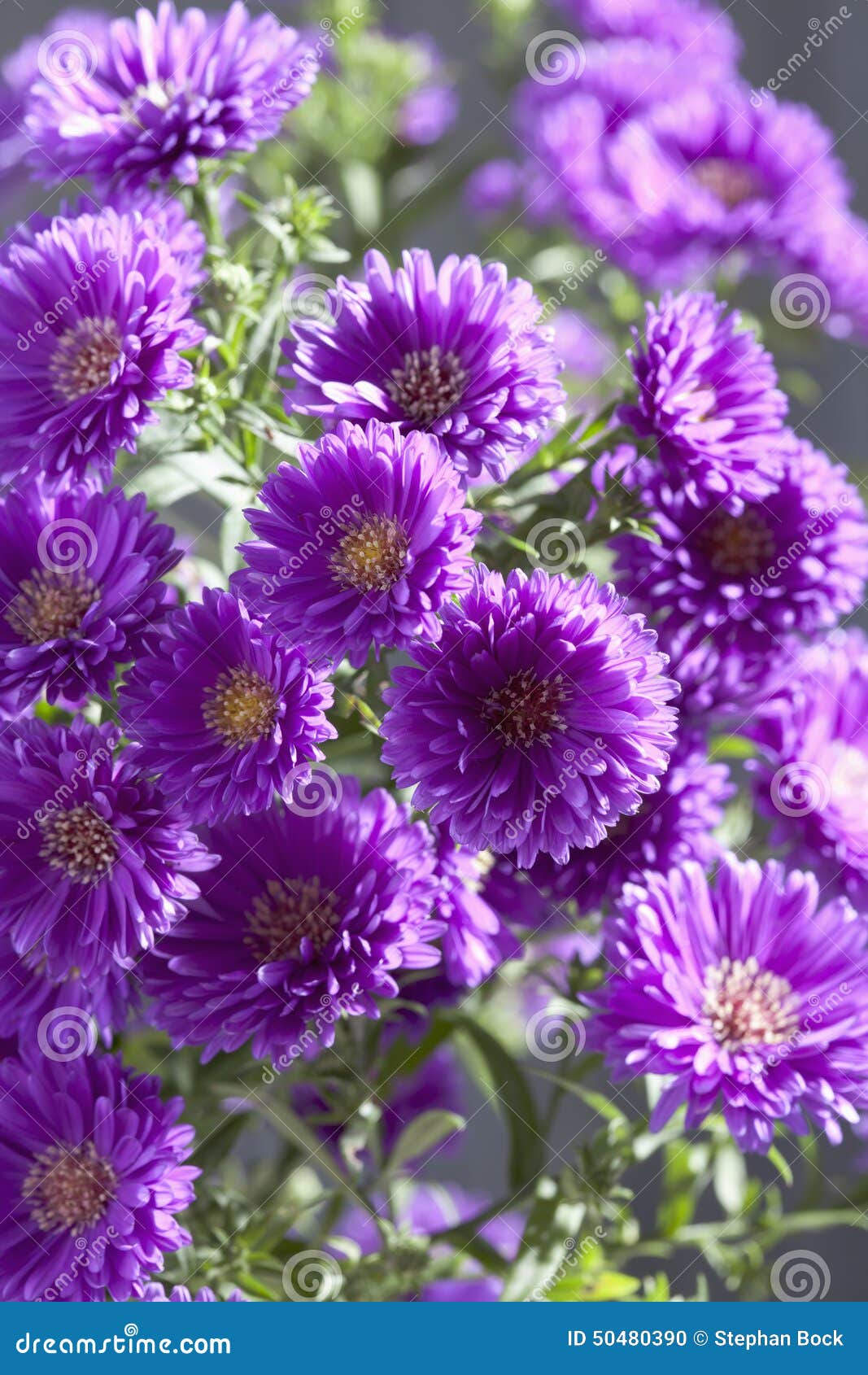 Bunch of Purple Asters, Close Up Stock Photo - Image of head, decor ...