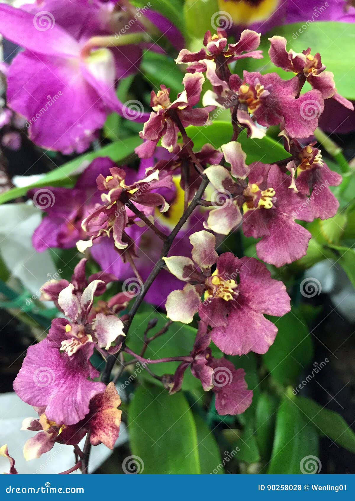 A Bunch of Purple Dancing Lady Orchids Stock Photo - Image of bunch ...