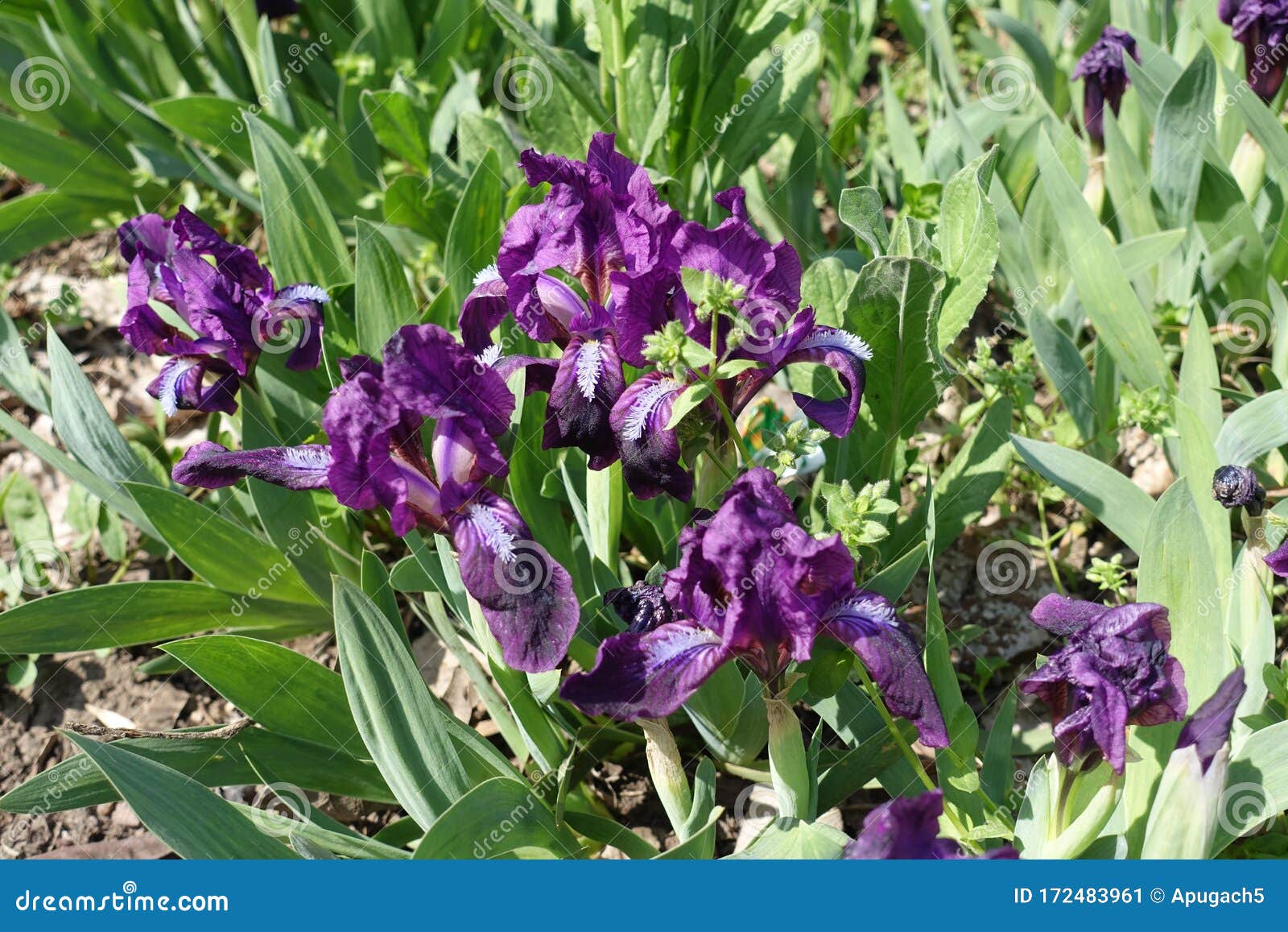 Bunch of Purple Flowers of Dwarf Irises Stock Image - Image of ...