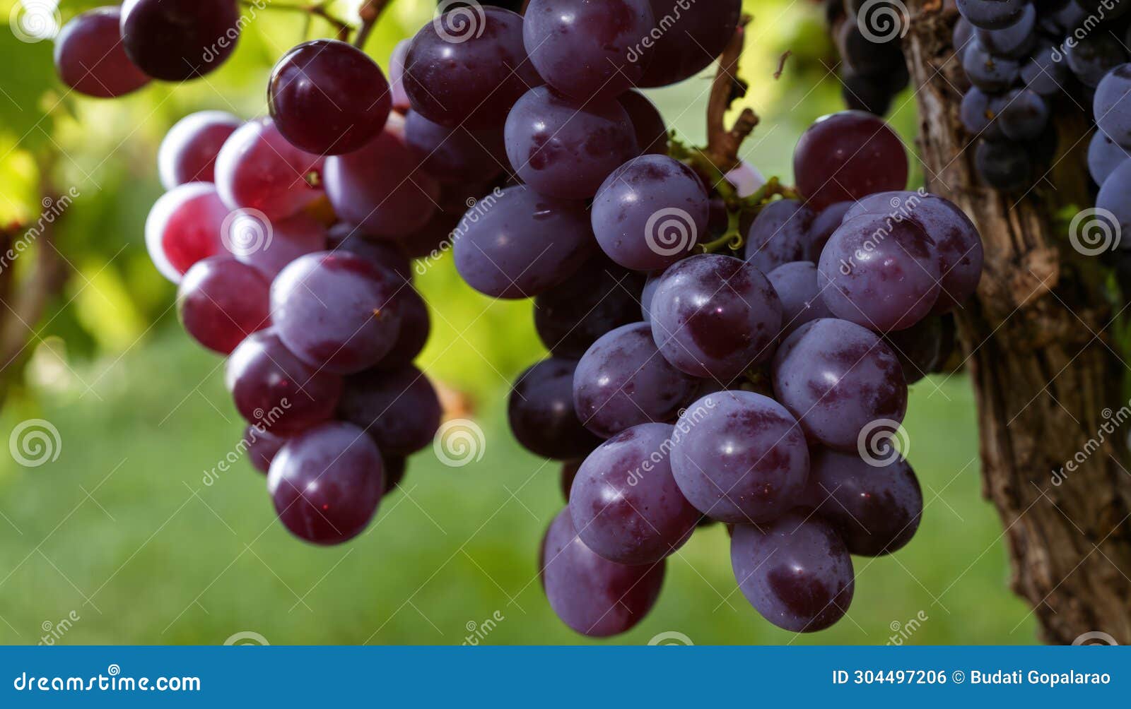 A Bunch of Purple Grapes Hanging on a Tree Stock Illustration ...