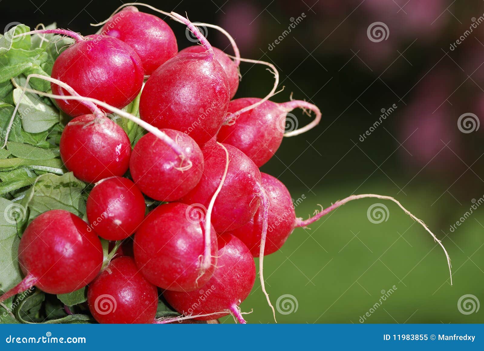 Bunch of radish stock image. Image of leaf, radishes - 11983855